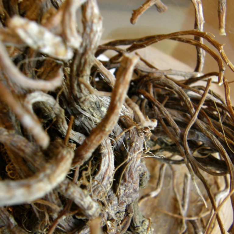 Angelica Root - Alembics