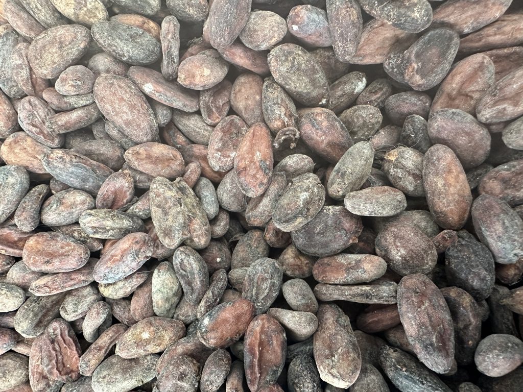 Cacao Beans (Vanuatu) - Alembics
